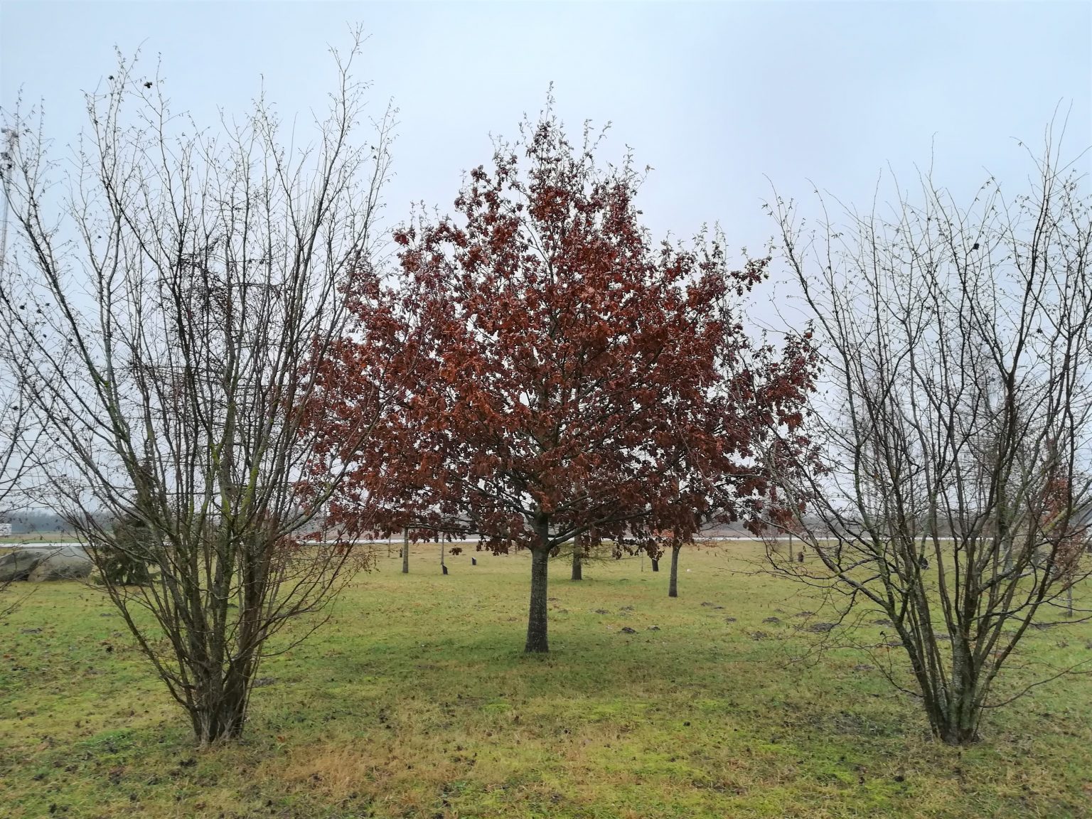 Ilus võimas puu ehk meie oma harilik tamm – Koosloodus | Puude ...