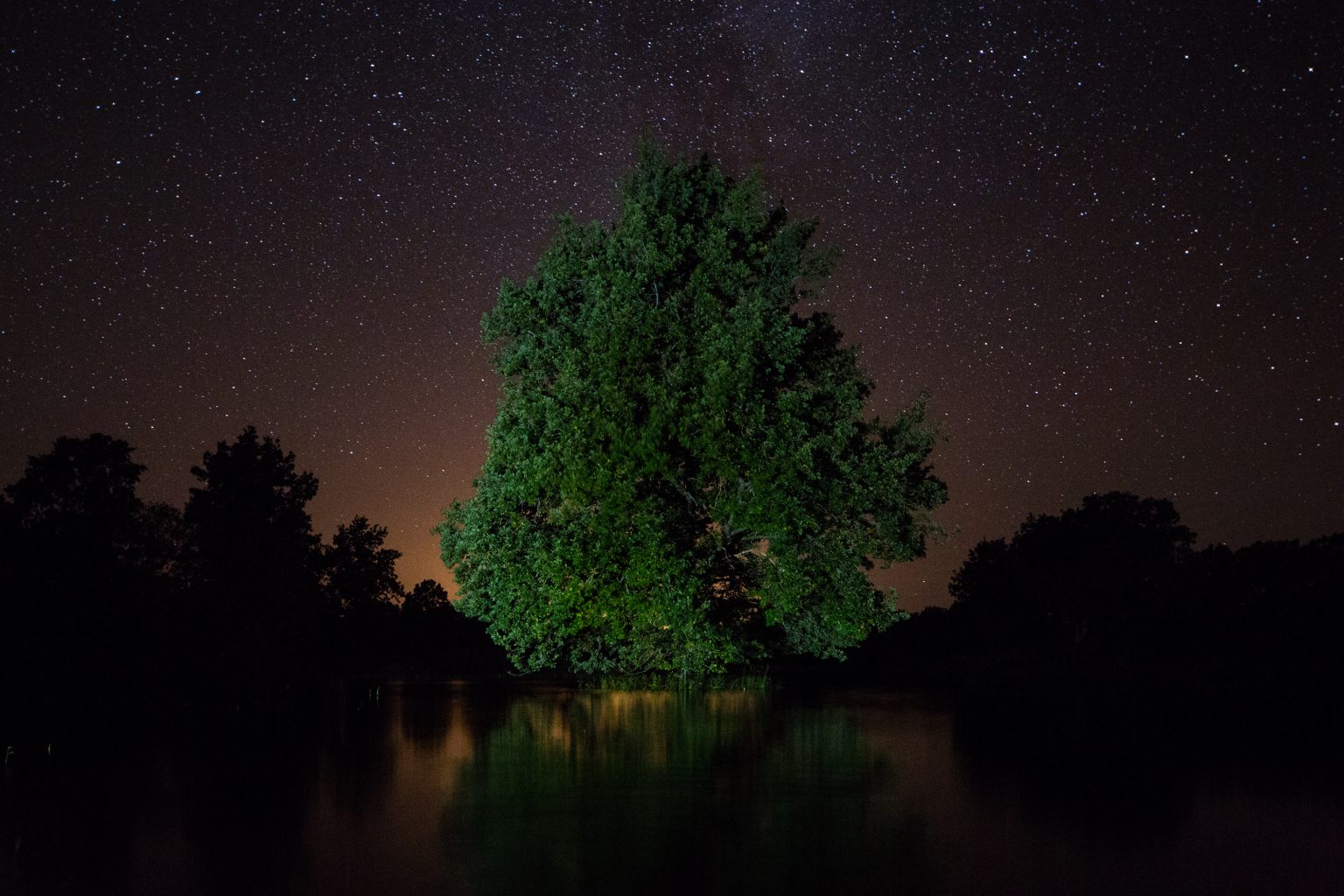Ilus võimas puu ehk meie oma harilik tamm – Koosloodus | Puude ...