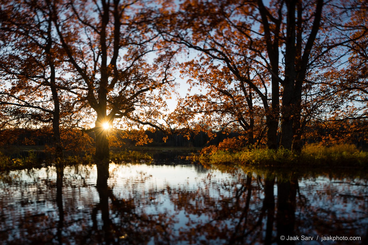 Ilus võimas puu ehk meie oma harilik tamm – Koosloodus | Puude ...