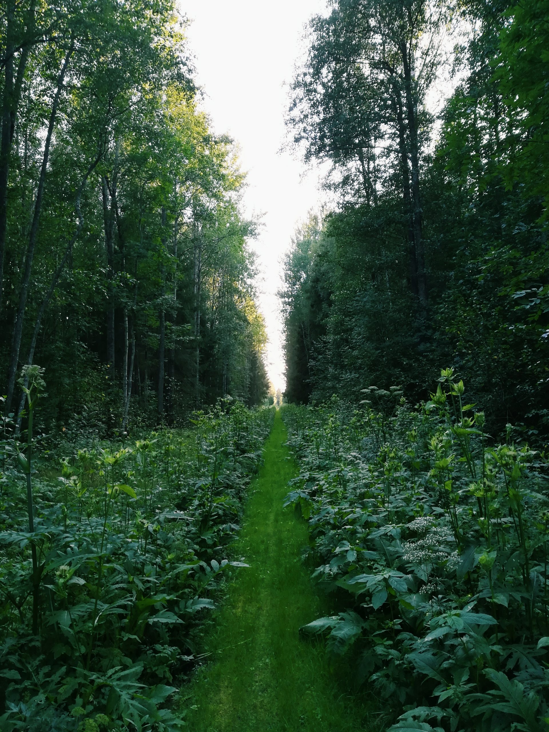 Mida seal metsas ikkagi teha? – Koosloodus | Puude istutamine. Metsa ...