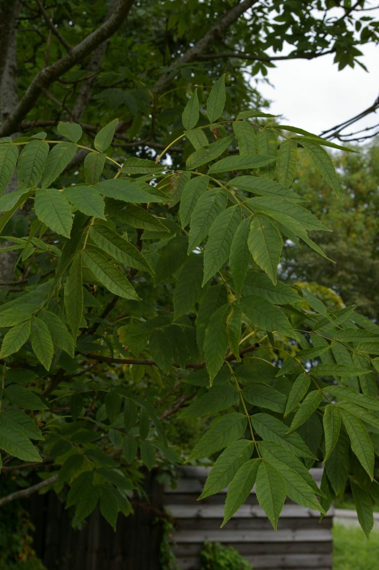 Tamme noorem vend: saarepuu – Koosloodus | Puude istutamine. Metsa ...